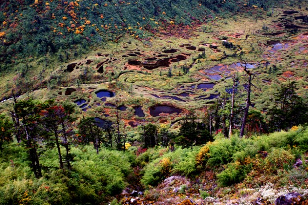 Dawi, el último Taron