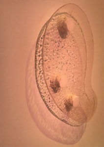 Carlos Monleón, y sus sensaciones