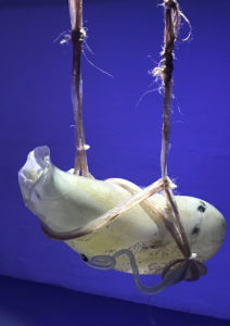 Carlos Monleón, y sus sensaciones