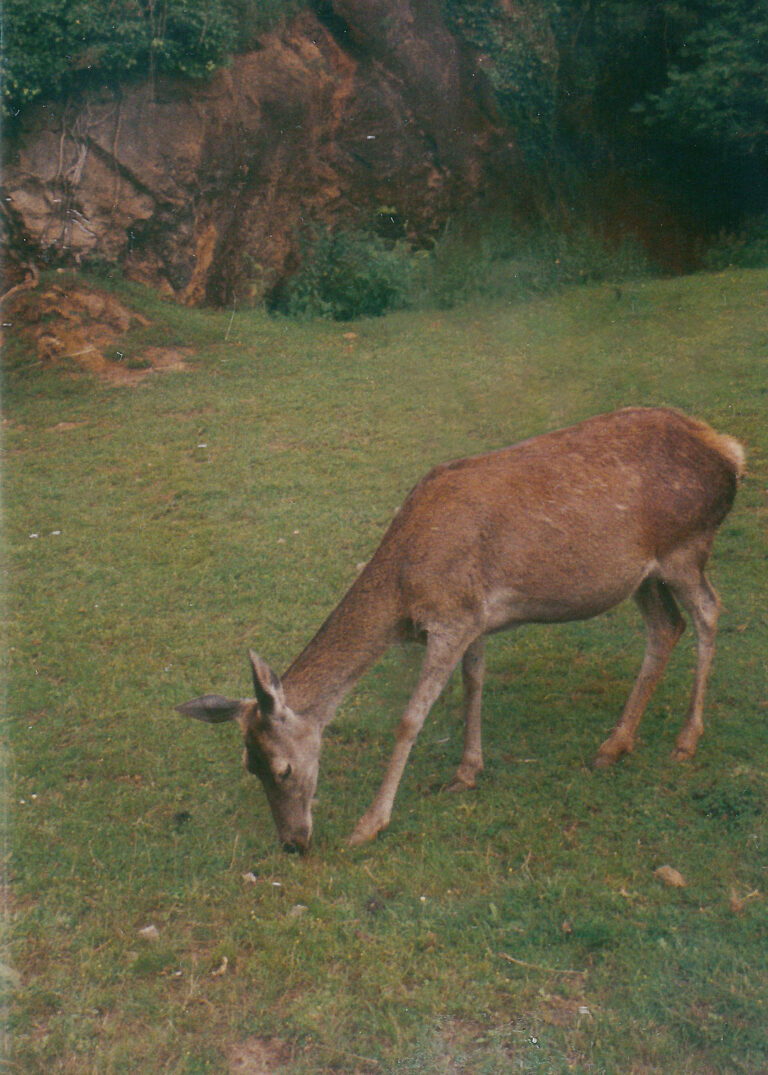 Fichamos a Rocío Cuevas: la fotografía y desaparecer de sí