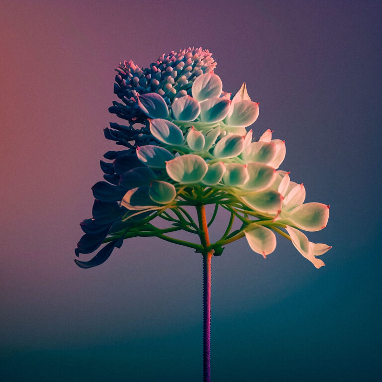 Fichamos a Rocío Cuevas: la fotografía y desaparecer de sí