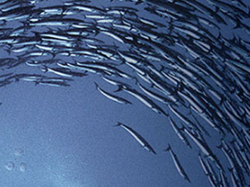 FESTIVAL MAR DE MARES