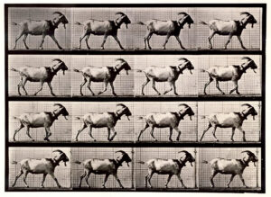 Muybridge en el Museo Universidad de Navarra, en un instante